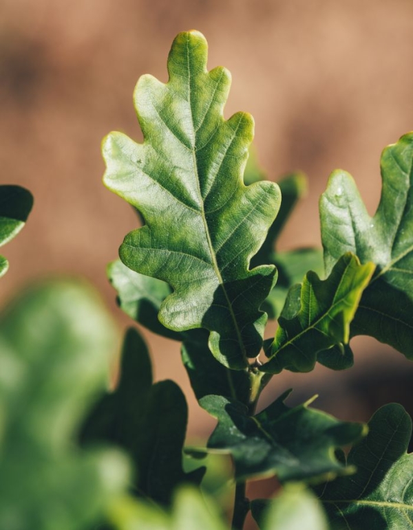 Parastais ozols, šķirne Quercus robur 'Umbraculifera'