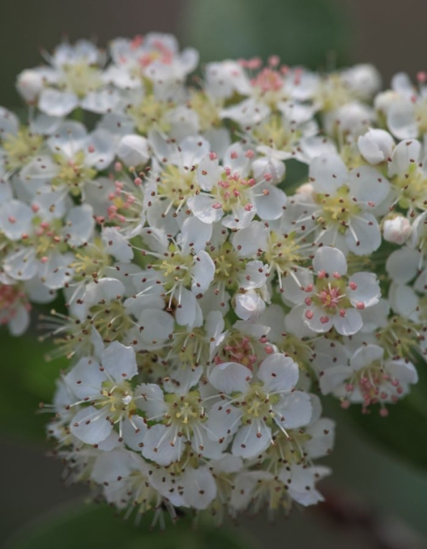 Pīlādzis, šķirne Sorbus sp. 'Likjornaya'