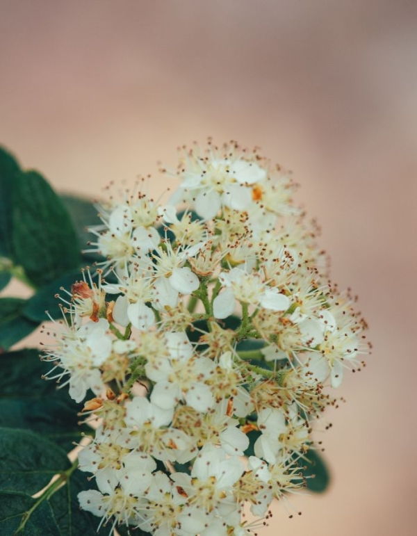 Pīlādzis, šķirne Sorbus sp. 'Titan'
